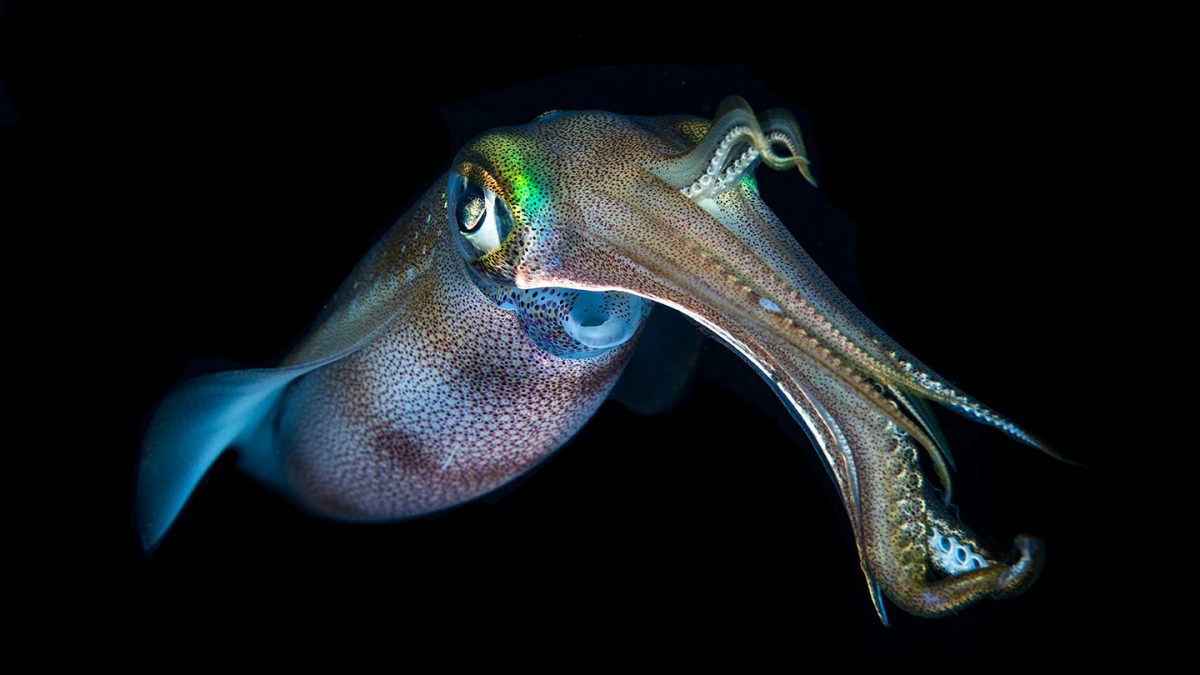 Cephalopod-Inspired Device Offers Potential for Needle-Free Drug ...
