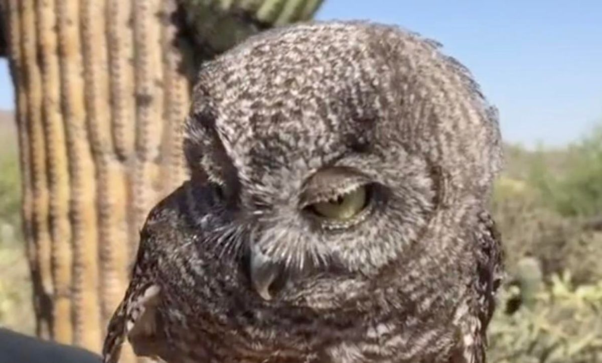 Unfazed Owl Sparks Viral TikTok Trend with Every Deliberate Blink ...