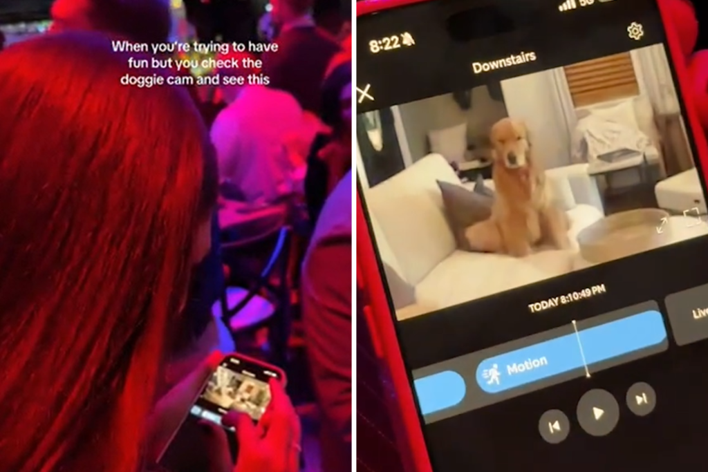 A Woman's Enjoyable Night Out Takes an Unexpected Turn After Checking Her Pet Camera. | Comms Trader