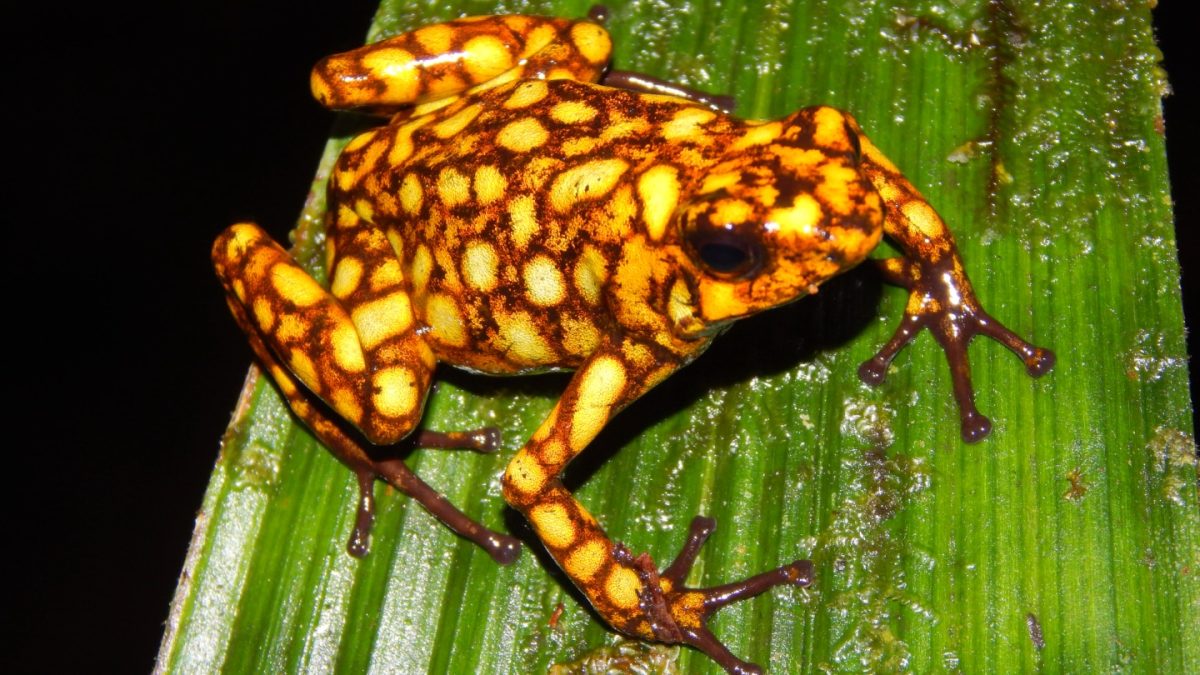 Potential Discovery of Toxin-Neutralizing Bacteria on Poison Dart Frog ...