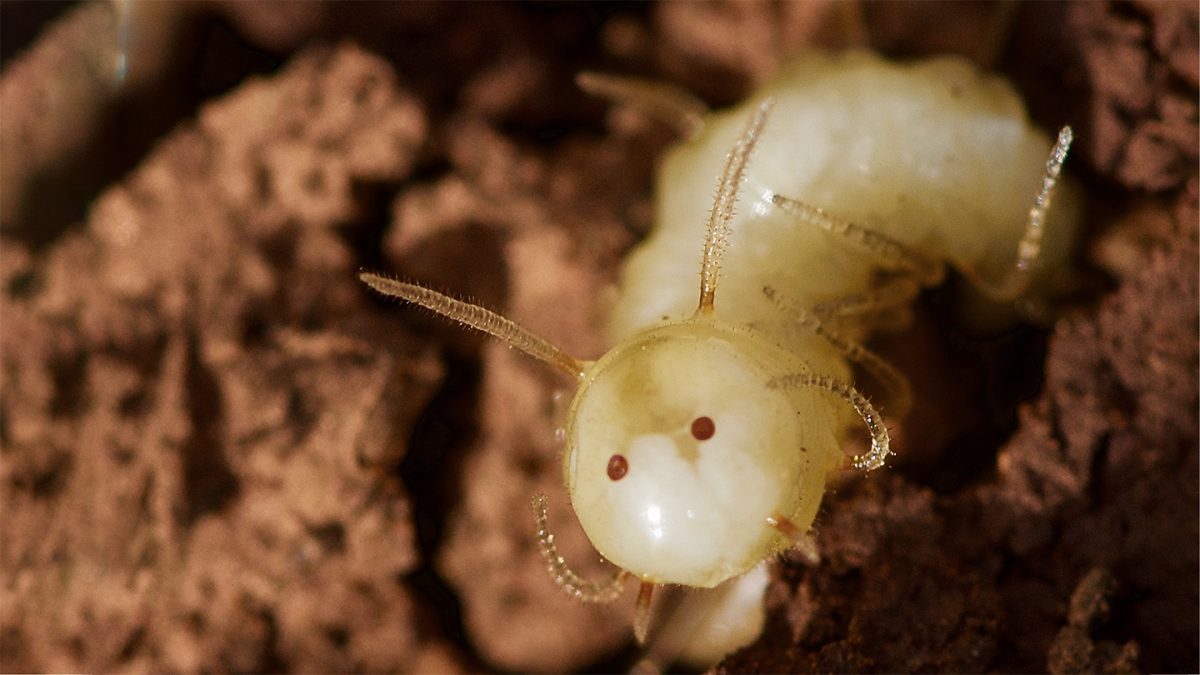 The butts of these blowfly larvae mimic termite faces | CommsTrader