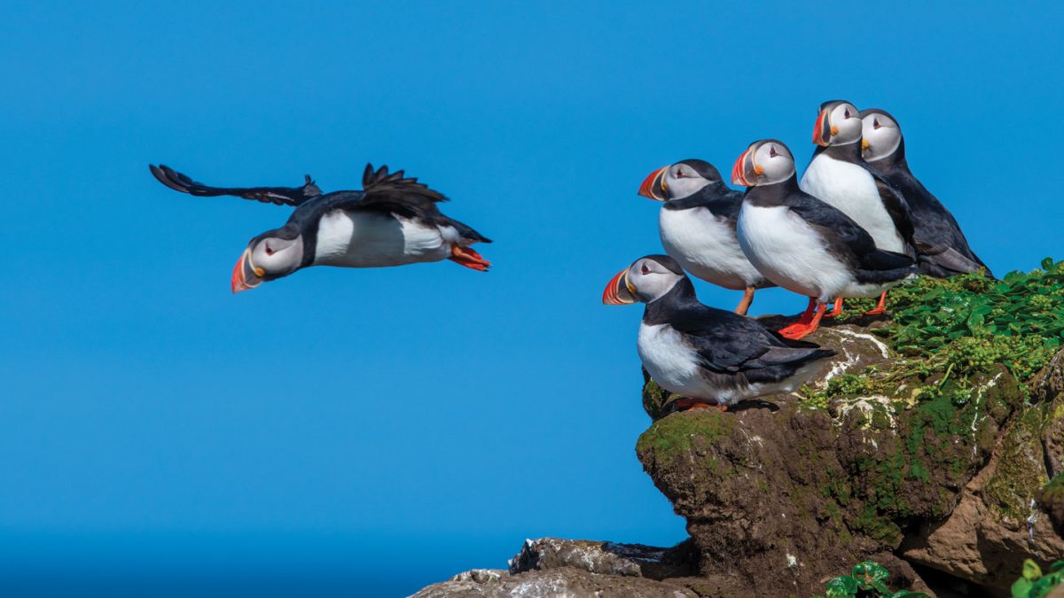 How a puffin patrol in Iceland is saving the iconic seabirds | CommsTrader