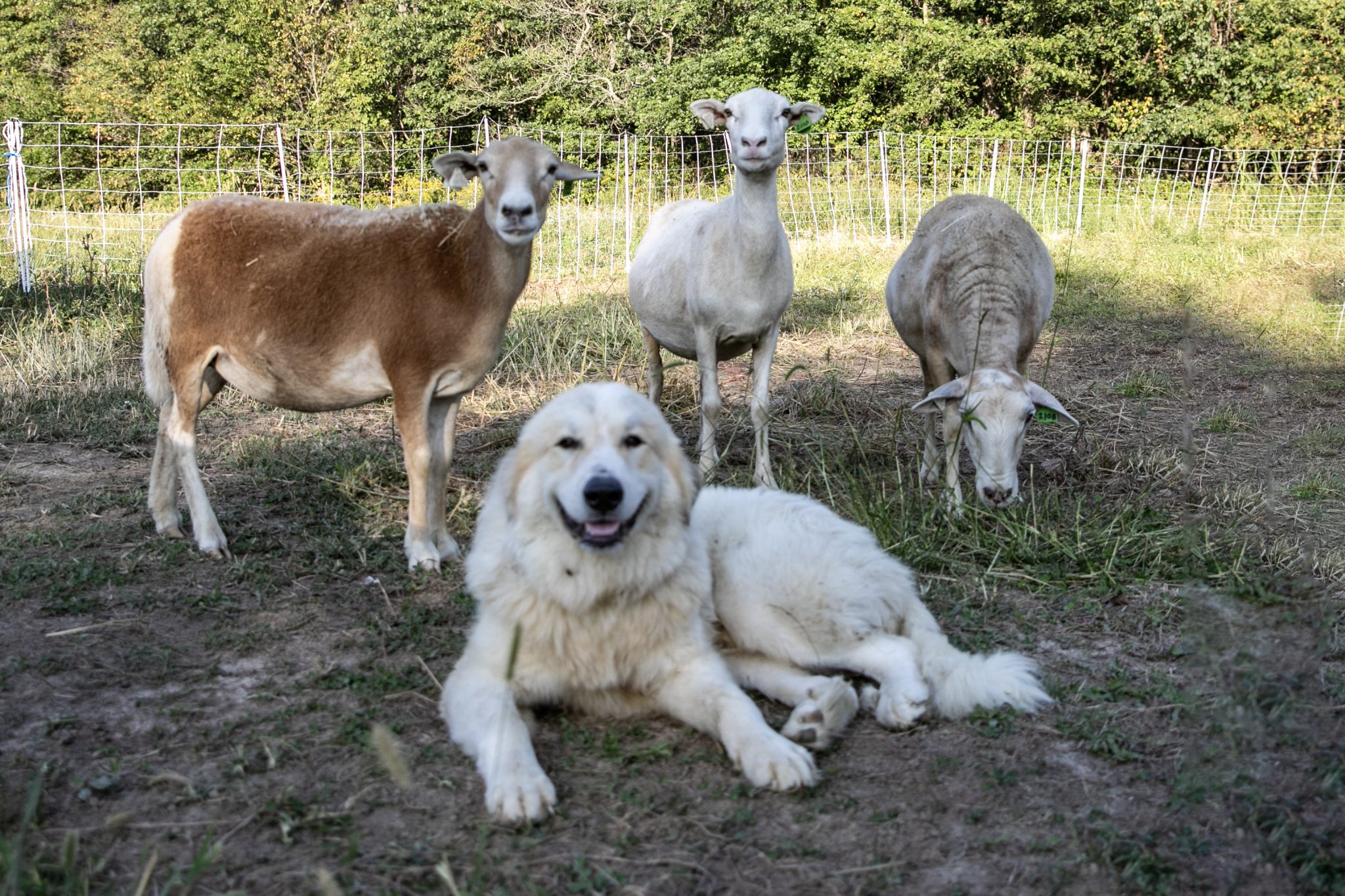 Great Pyrenees 'In Love' With Baby Goat Abandoned at Birth Melts Hearts ...