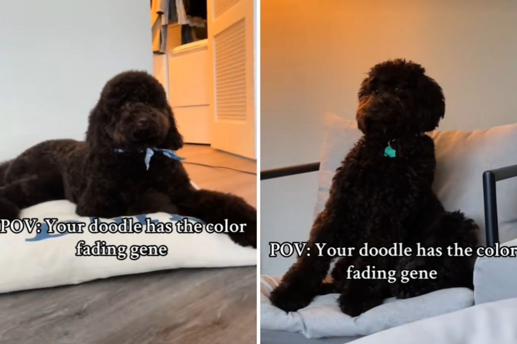 Hearts Melt Over How Goldendoodle With the 'Color Fading Gene' Changes ...