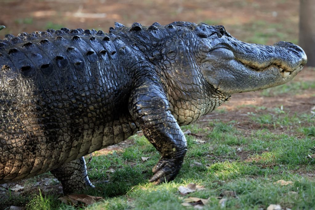 'Alligator Alcatraz' Faces Legal Challenge Days Before Opening ...