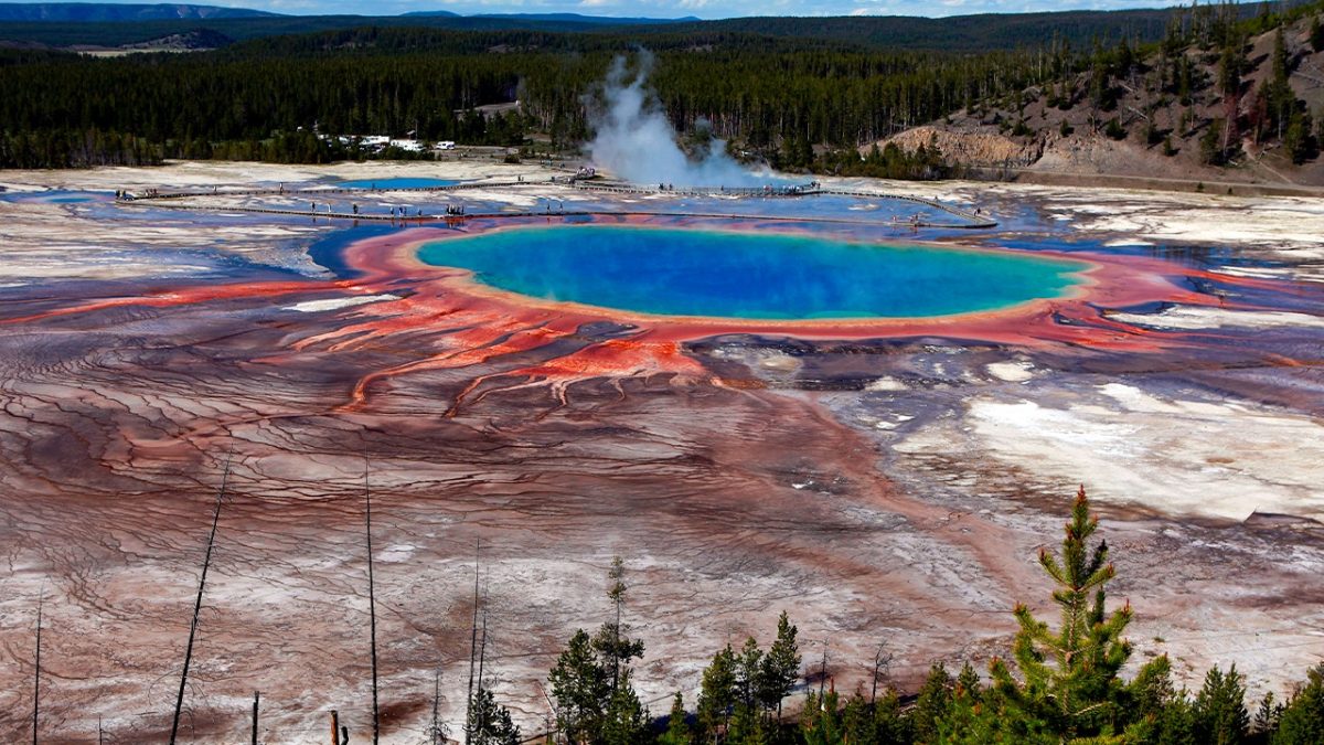 Horrified tourists watch as bison boils to death in Yellowstone hot ...