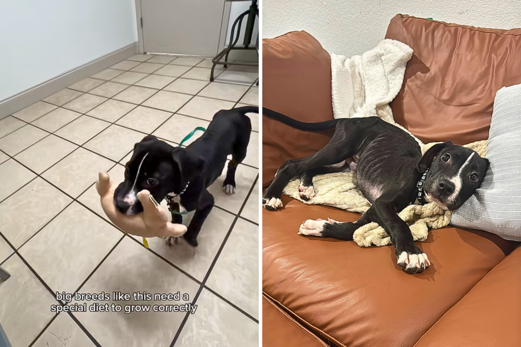 Foster Puppy Taken To Vet Assuming He's Malnourished—Then Comes ...