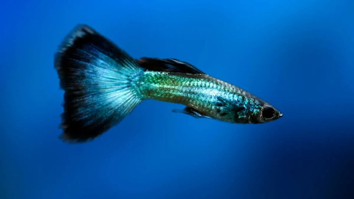 Guppies fall for a classic optical illusion. Doves, usually, do too ...