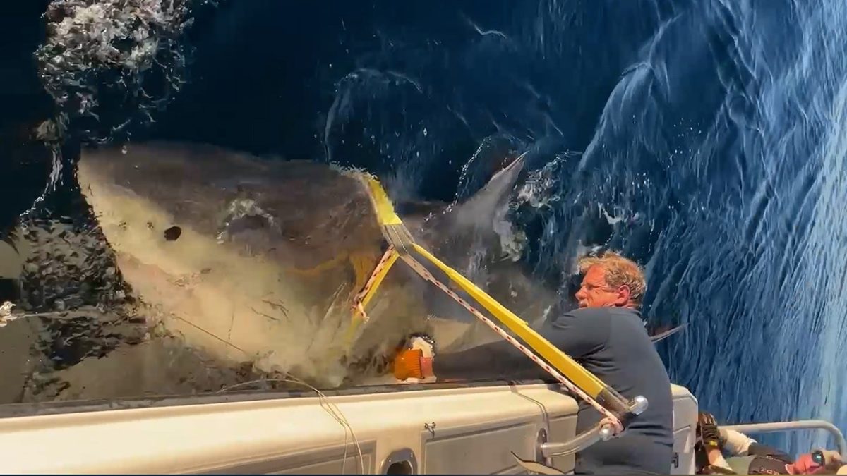 Massive great white shark returns to Florida waters after epic year ...